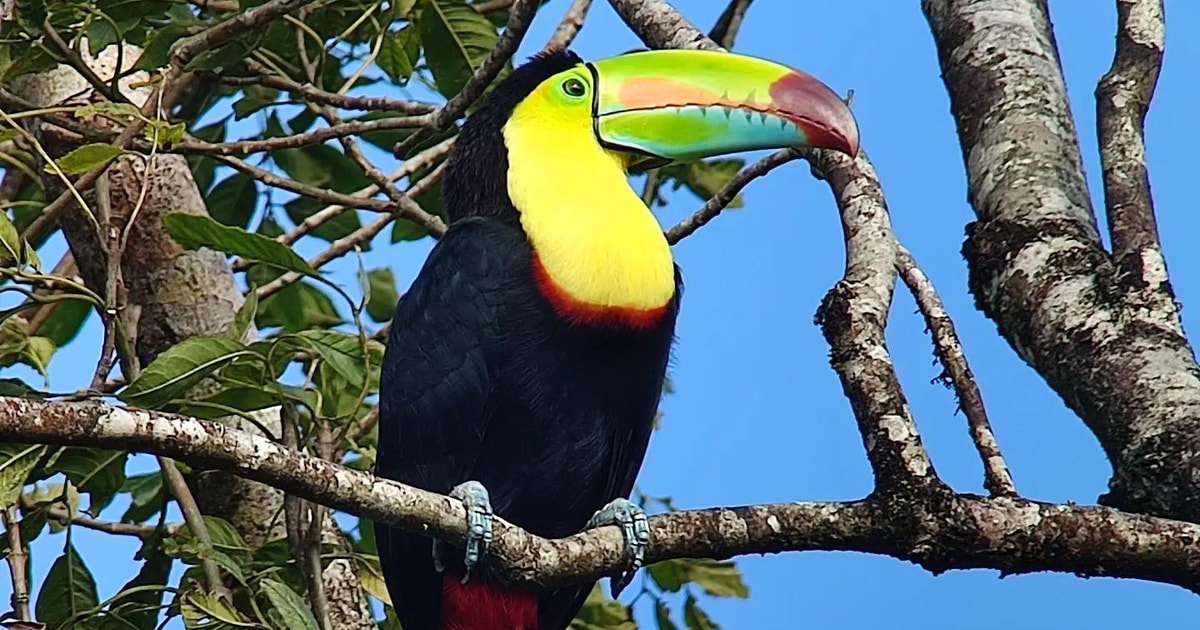 Monteverde: Curi Cancha Reserve Birdwatching Tour | GetYourGuide