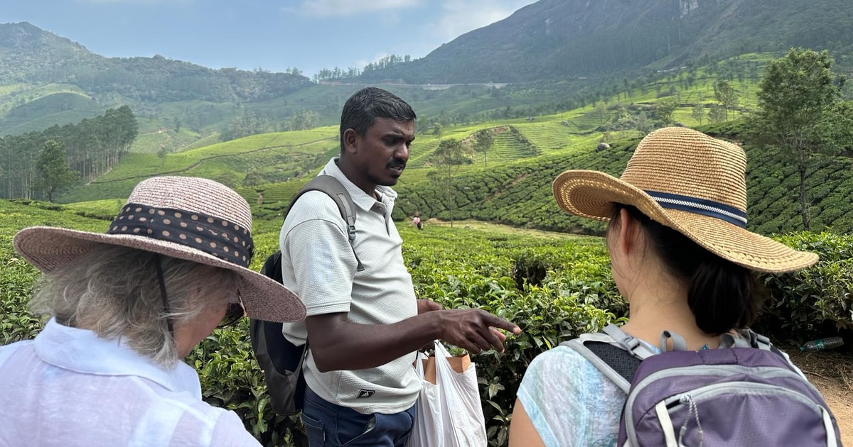Munnar: Tea trail, Tea Factory, and Tea Tasting Tour | GetYourGuide