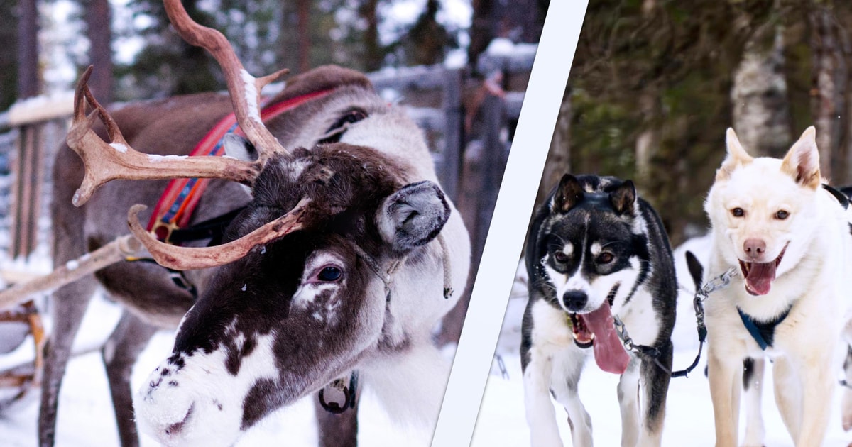 Levi: Winter Wilderness Husky & Reindeer Safari Combo Tour | GetYourGuide