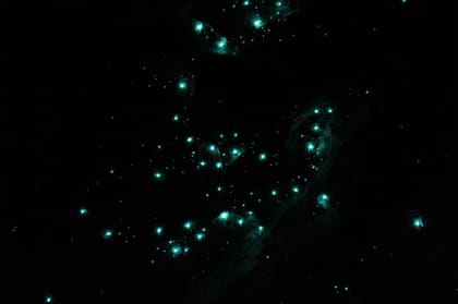 Gold Coast: Natural Bridge Glow Worm Night Tour | GetYourGuide