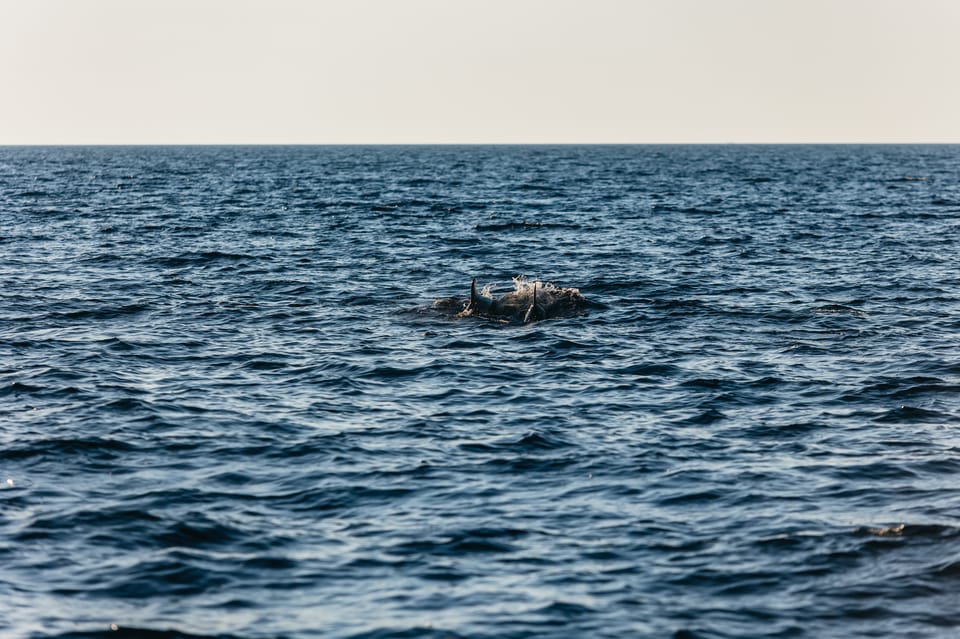 Kamenjak: Excursión con delfines al atardecer en Medulin | GetYourGuide
