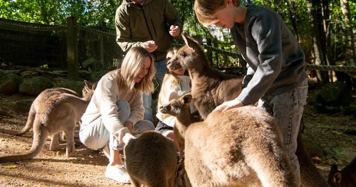 Biglietto d'ingresso al Byron Bay Wildlife Sanctuary | GetYourGuide