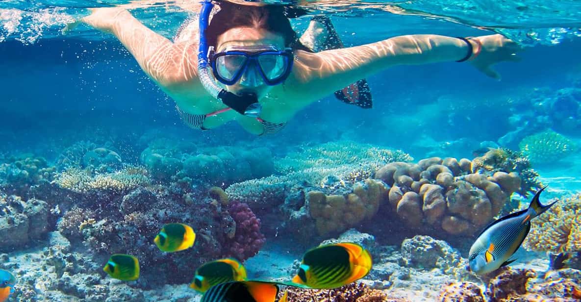 Jozani forest, Sea turtles Sanctuary, Starfish & Blue Lagoon | GetYourGuide