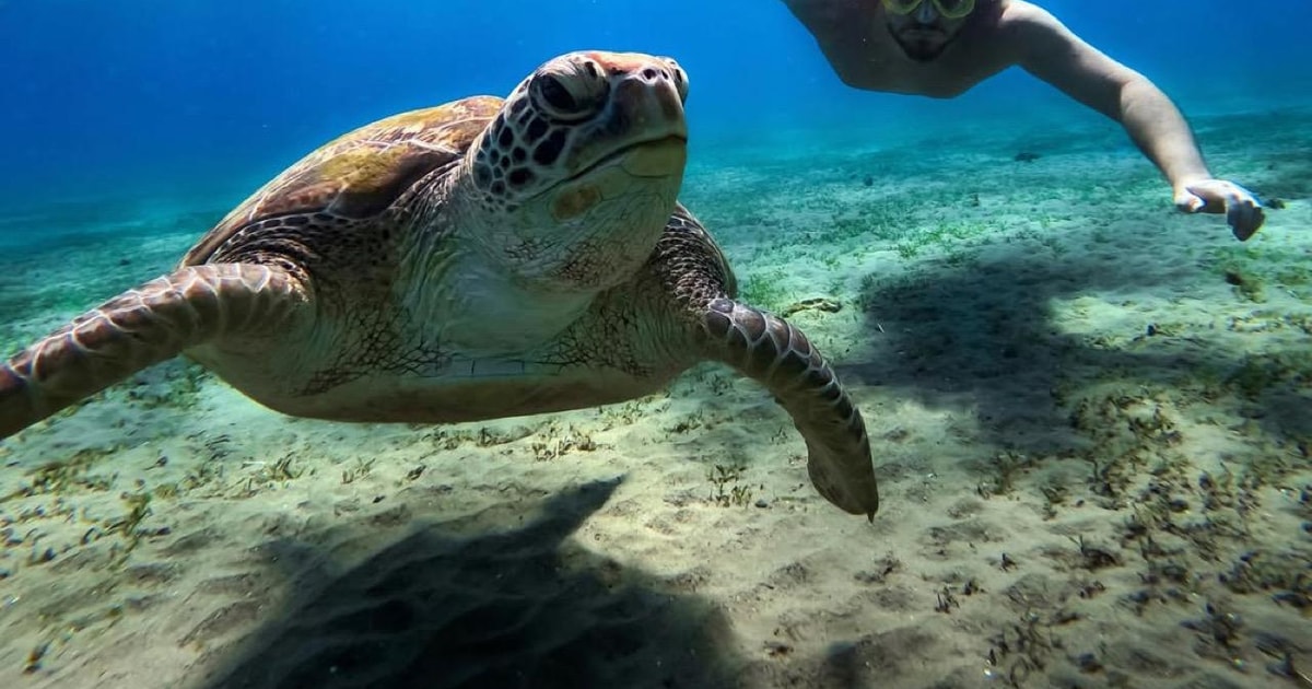 Bali: Blue Lagoon Snorkeling With GoPro Capture & Transfers | GetYourGuide