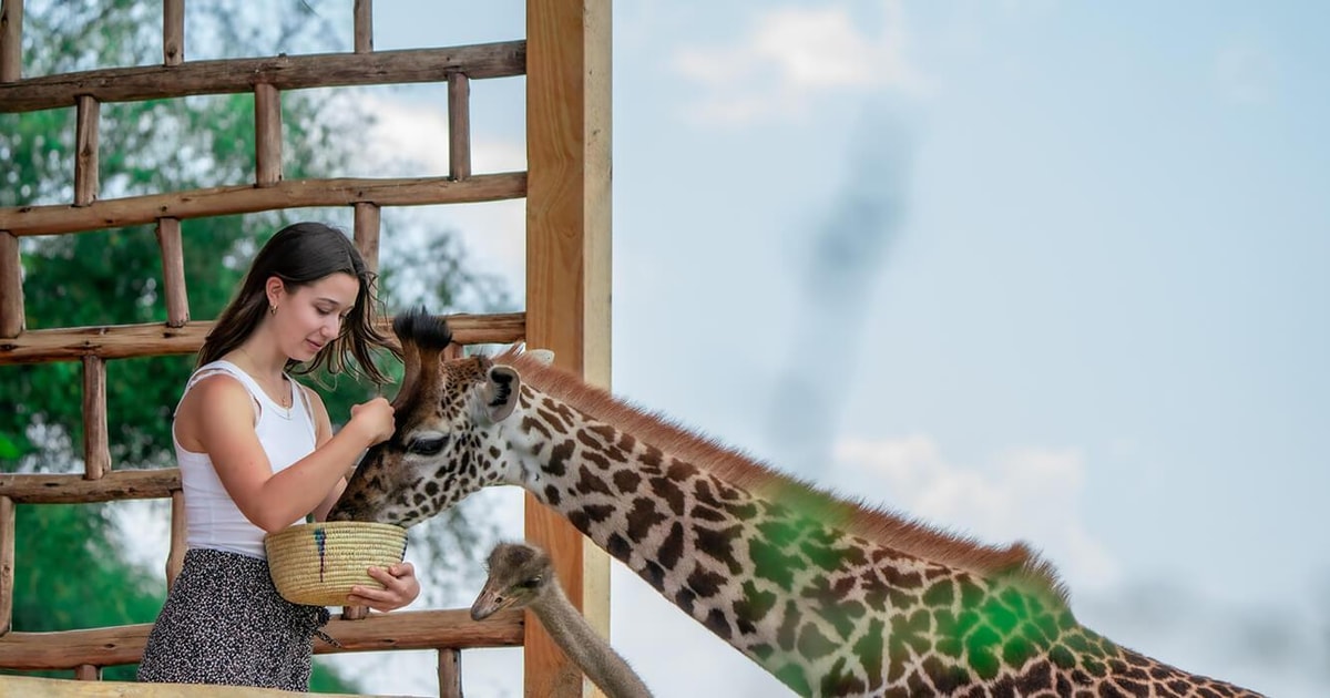 Serval Wildlife Tour | GetYourGuide