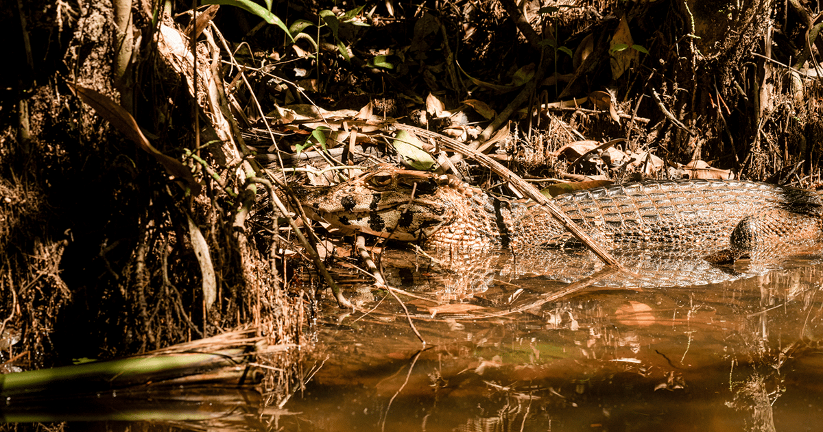 Tambopata Tour 4 Days | GetYourGuide