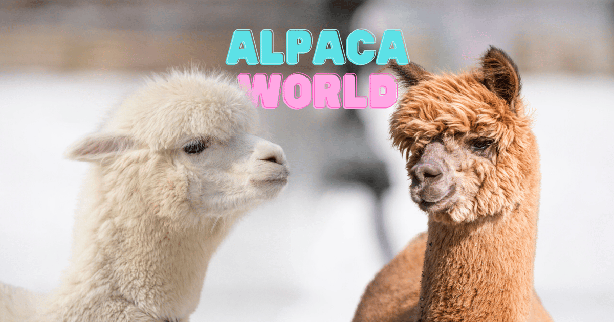 From Seoul: Alpaca Farm Visit with Rail bike or Luge Racing | GetYourGuide