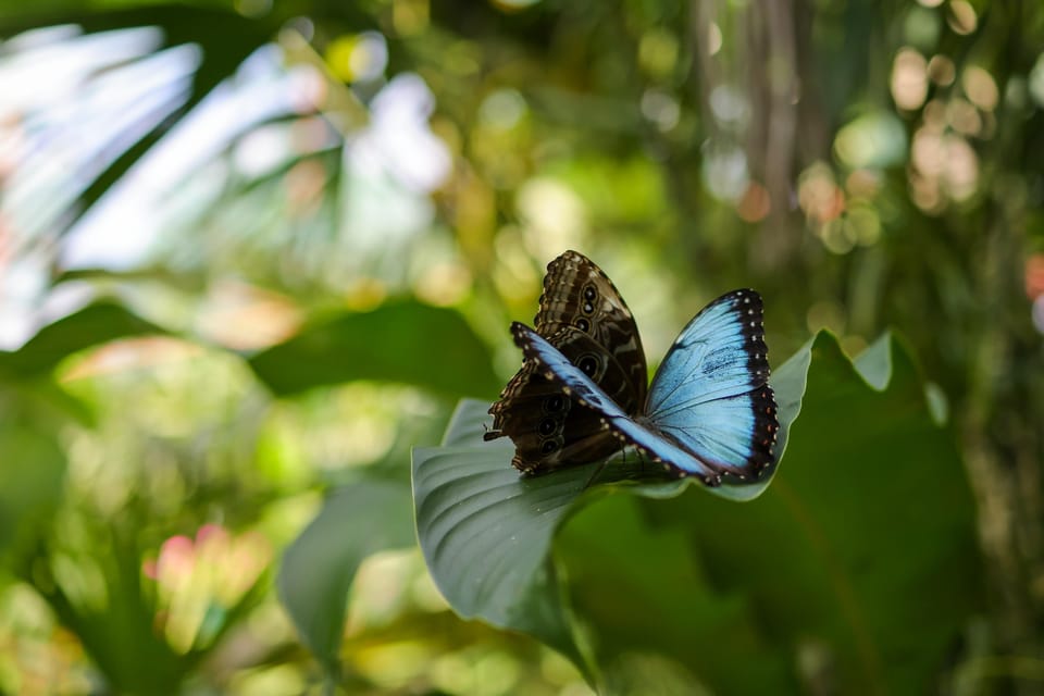 Cahuita Nationalpark & Maratopia tropischer Garten | GetYourGuide