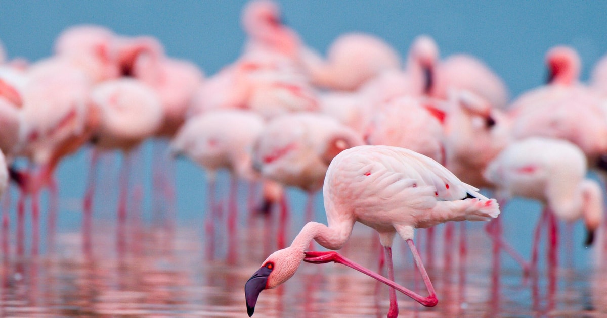Trapani's Maria Stella salt marsh: Birdwatching to discover flamingos ...