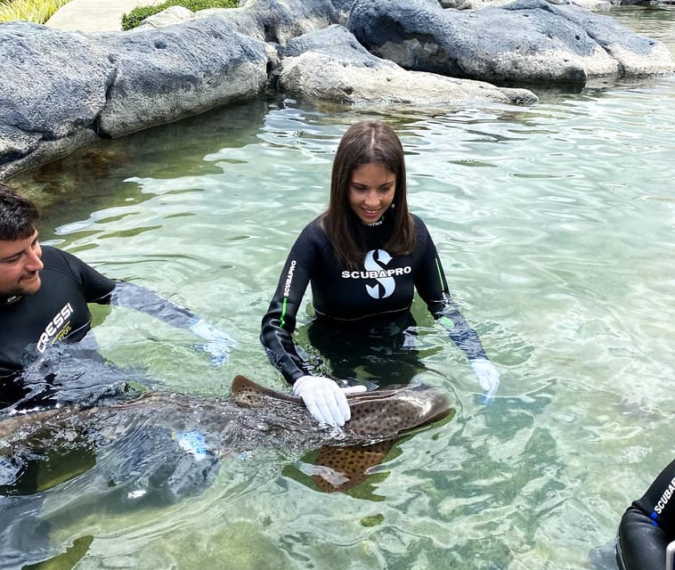 Swim with Zebra Shark + Entrance ticket to Odysseo | GetYourGuide