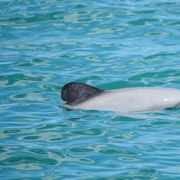 Akaroa: Dolphin Nature Cruise | GetYourGuide