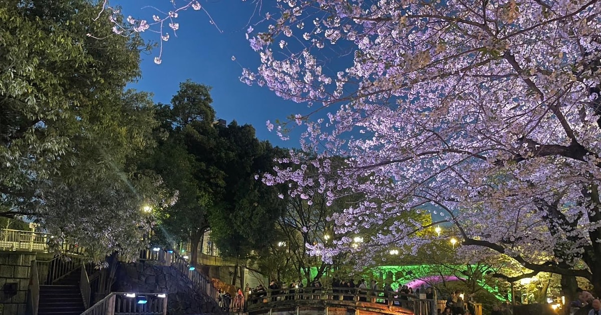 Tokyo: Cherry Blossom Viewing with Sake Tasting Hanami Bento | GetYourGuide