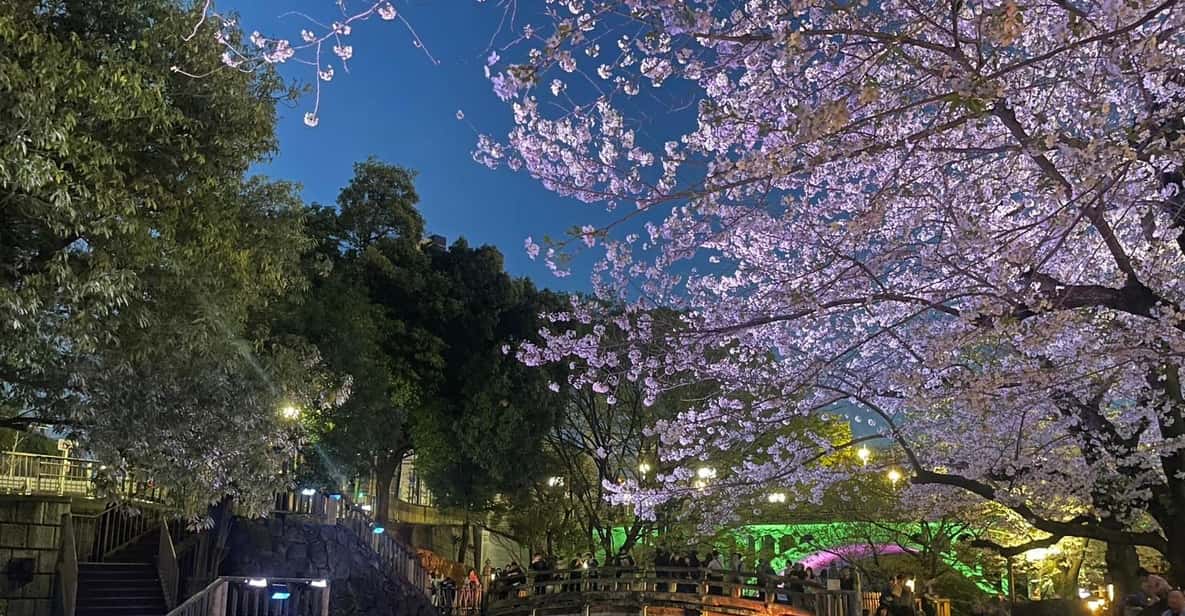 Tokyo: Cherry Blossom Viewing with Sake Tasting Hanami Bento | GetYourGuide