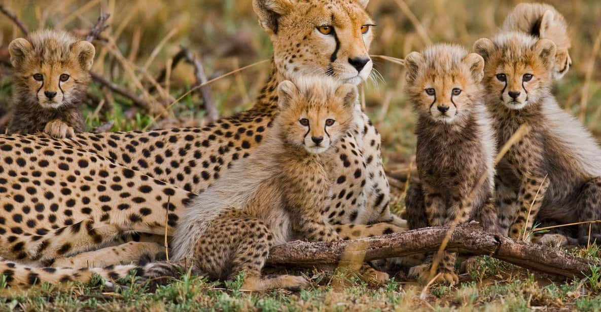 Best Big Five Safari Day Trip Ngorongoro Crater | GetYourGuide