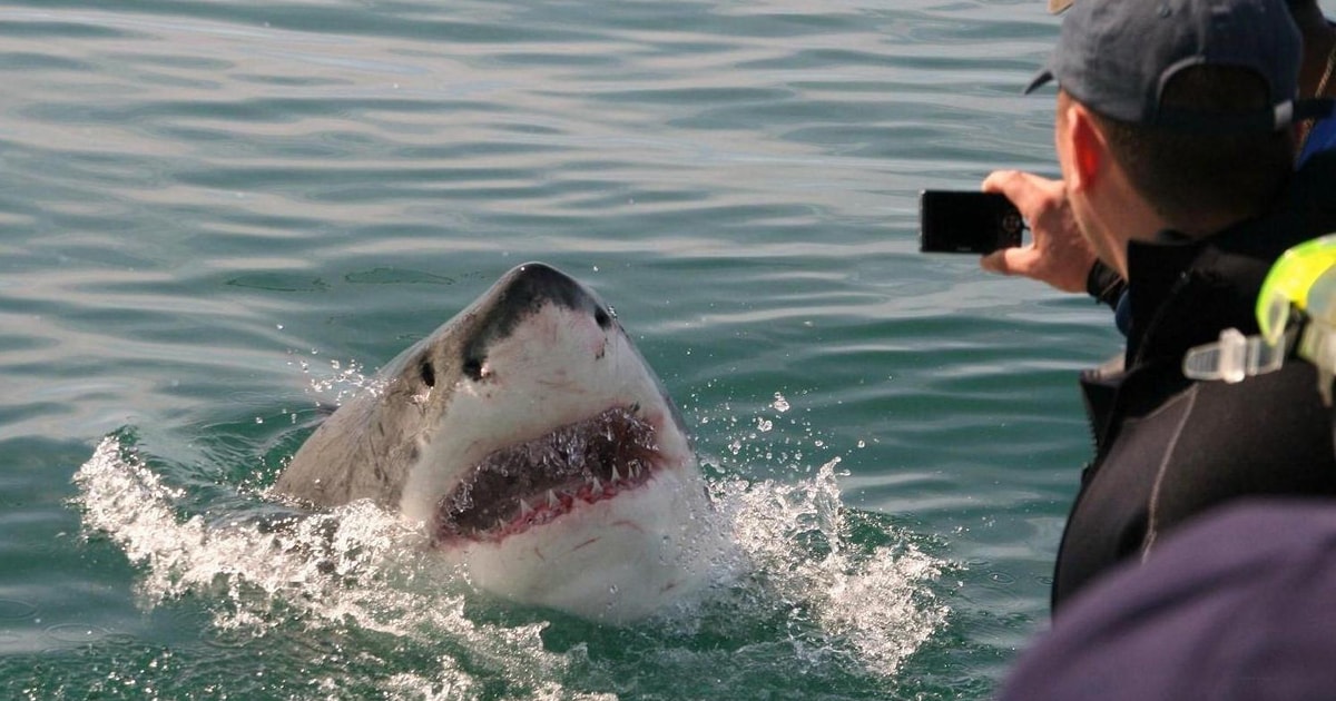 2-Day Garden Route Bungee Jump, Zipline & Shark Diving Tour | GetYourGuide