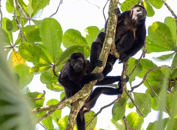 Puerto Limón: Tortuguero, Maratopia, Cahuita, banana plantation, and ...