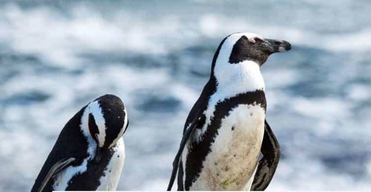 Hermanus Half Day Tour plus Penguins tour from Cape Town | GetYourGuide