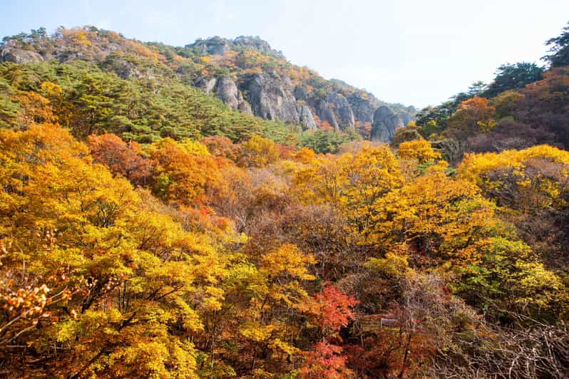 Busan: Mt. Jiri or Juwangsan National Park Fall Colors Tour | GetYourGuide