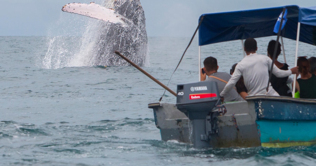 Nuquí, chocó, espectaculo de ballenas jorobadas en vivo, quedan pocos ...