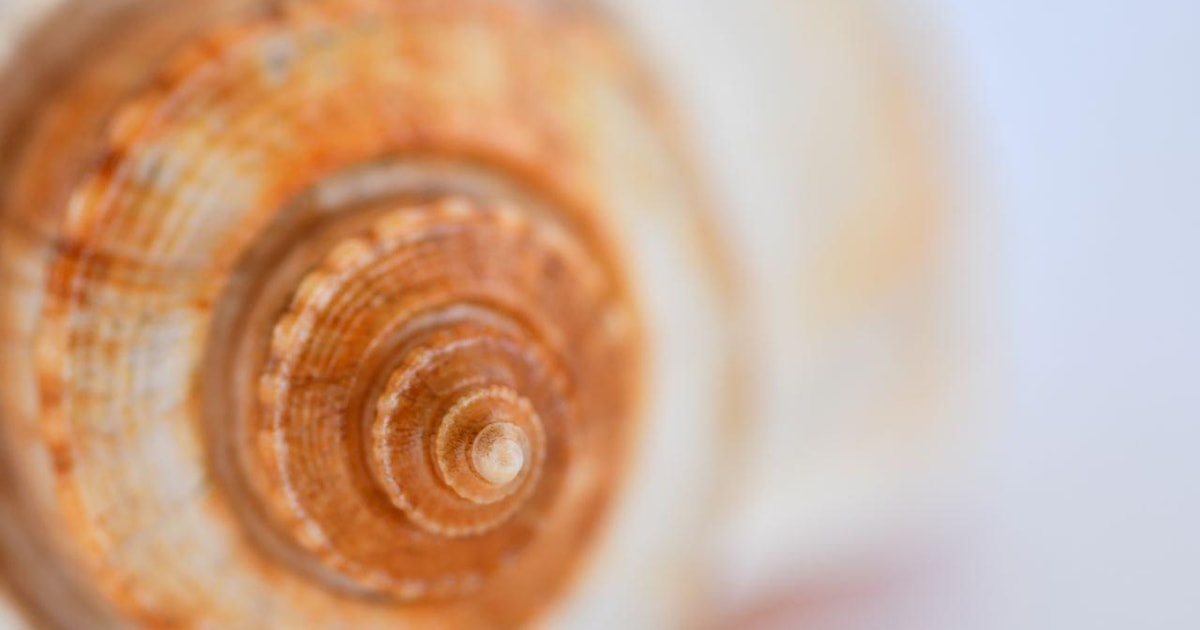 Mauritius: World Of Seashells Museum Eintrittskarte | GetYourGuide