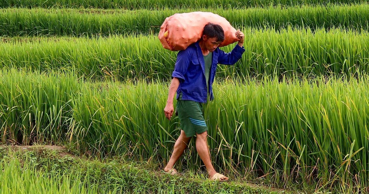 Sapa : 2 Day 1 Night trekking with La La And Su Family | GetYourGuide