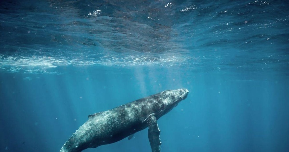 Honolulu: Small-Group Whale Watching Raft Adventure | GetYourGuide