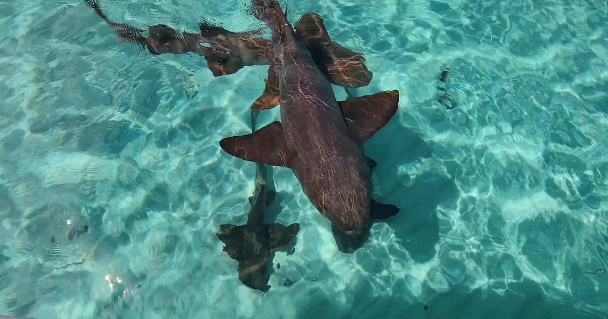 “Roatan: Pigeon Cay Nurse Shark Encounter | GetYourGuide