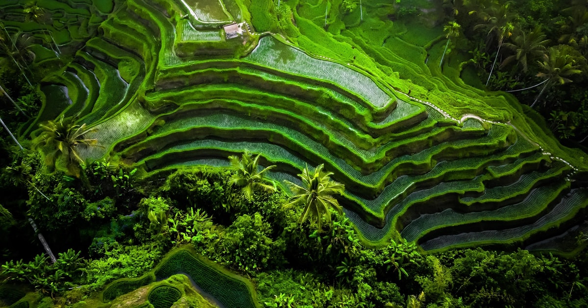 Ubud: All-Inclusive Tour with Optional Lunch | GetYourGuide