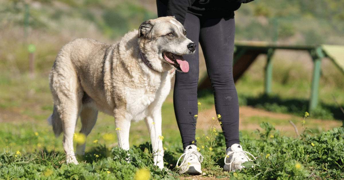 Marbella: Walk Dogs at Costa del Sol's Largest Dog Shelter | GetYourGuide