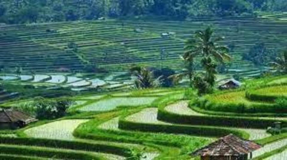 Bali: Hidden Gem Waterfall & Rice Terrace Tour | GetYourGuide