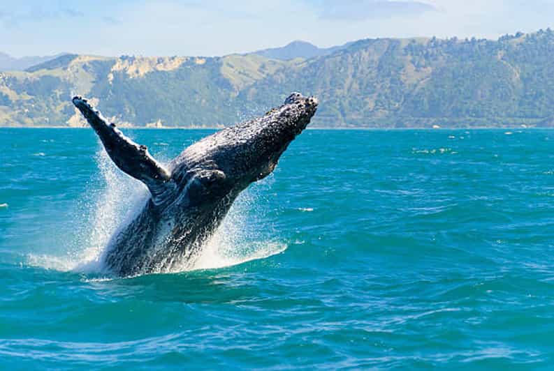 Isla Grande: Excursión de avistamiento de ballenas en Kona | GetYourGuide