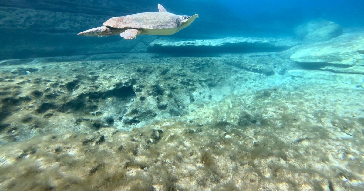 Paphos: Sea Turtle Snorkeling Tour with Guide | GetYourGuide