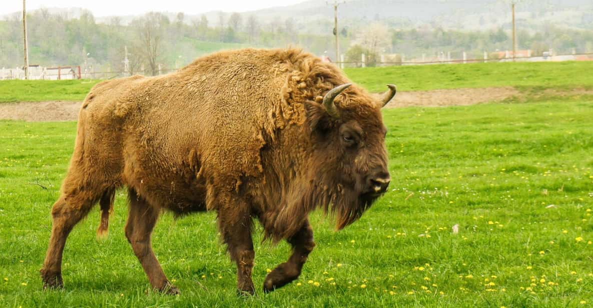 Vama Buzaului: Bison reserve, Screaming waterfall & meal | GetYourGuide
