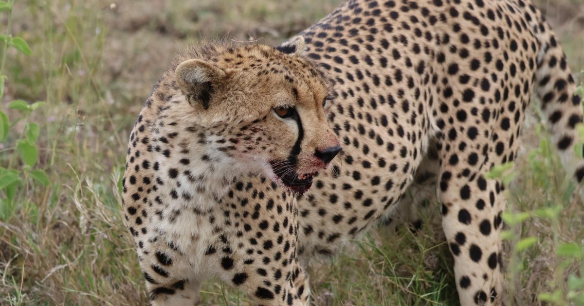 Najlepsze safari dla nowożeńców w Tanzanii | GetYourGuide