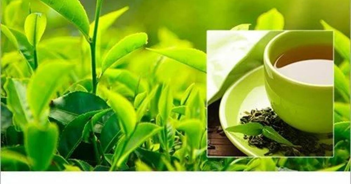Zanzibar: Tea Plantation Tour with Tasting Session | GetYourGuide