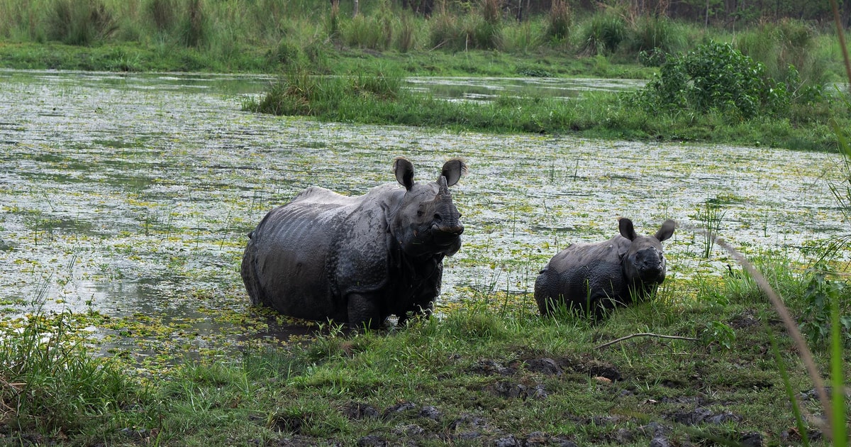 Chitwan Safari 3 Nights 4 Days Tour | GetYourGuide