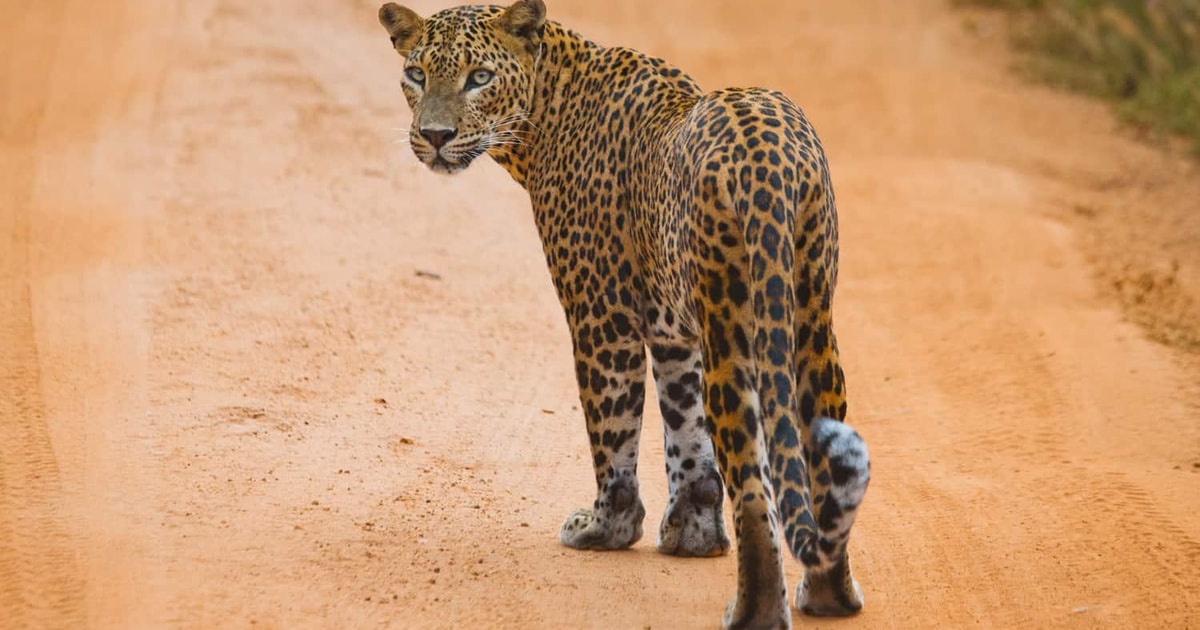 GALLE/MIRISSA/TANGALLE/HIRIKETIYA DROP a ELLA & YALA SAFARI | GetYourGuide