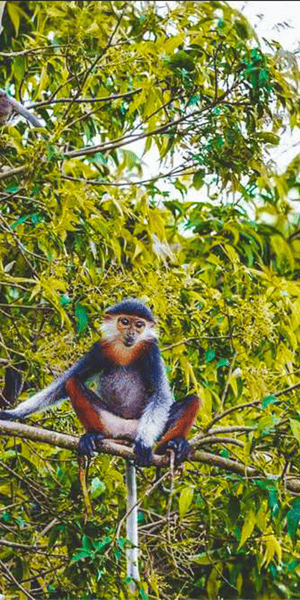 From Hanoi Watch Wild Animals & Firefly Forest In Cuc Phuong | GetYourGuide
