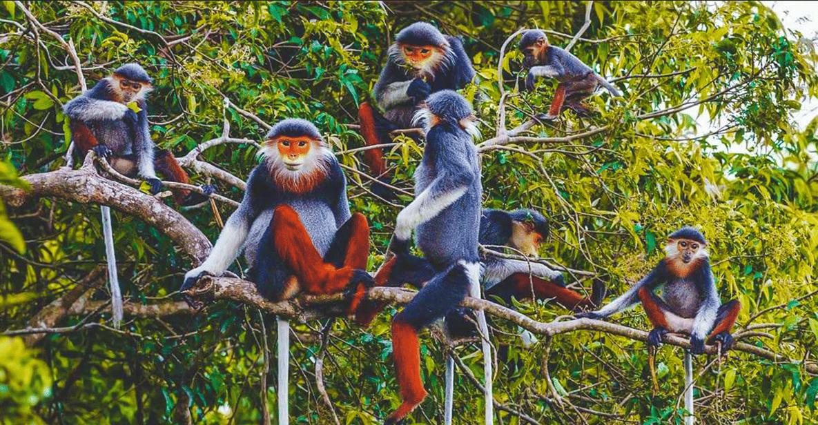 From Hanoi Watch Wild Animals & Firefly Forest In Cuc Phuong | GetYourGuide