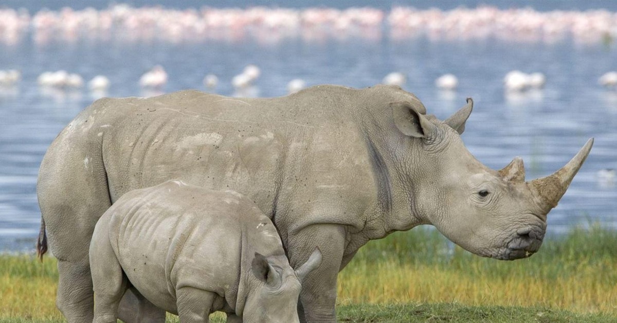 Half Day Tala Game Reserve + Phezulu Safari Park from Durban | GetYourGuide
