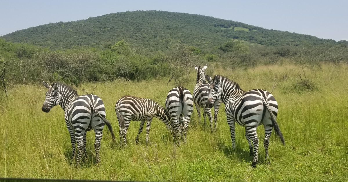 1-Day Akagera Private Safari in Rwanda | GetYourGuide