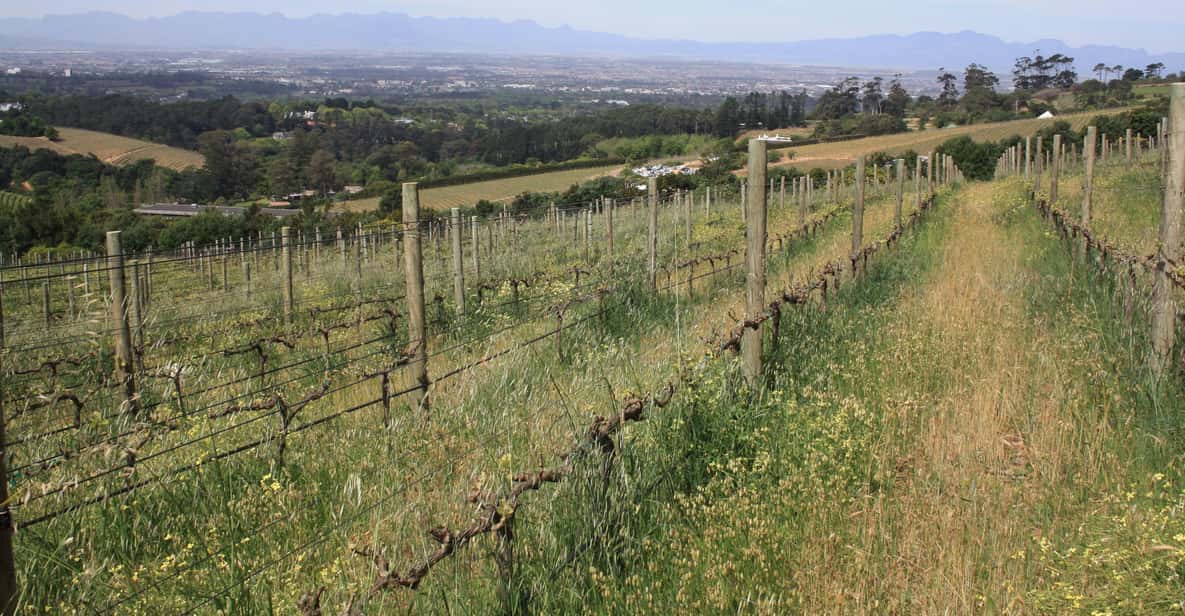The Constantia Classic – Half Day Tour | GetYourGuide