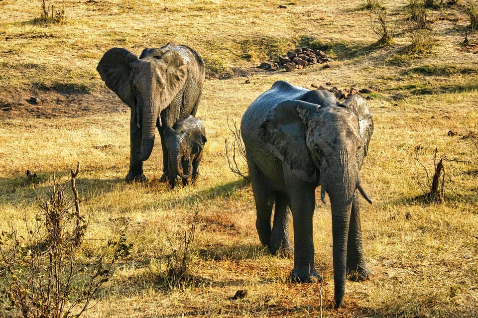 High Tea Safari Drive in National Park | GetYourGuide