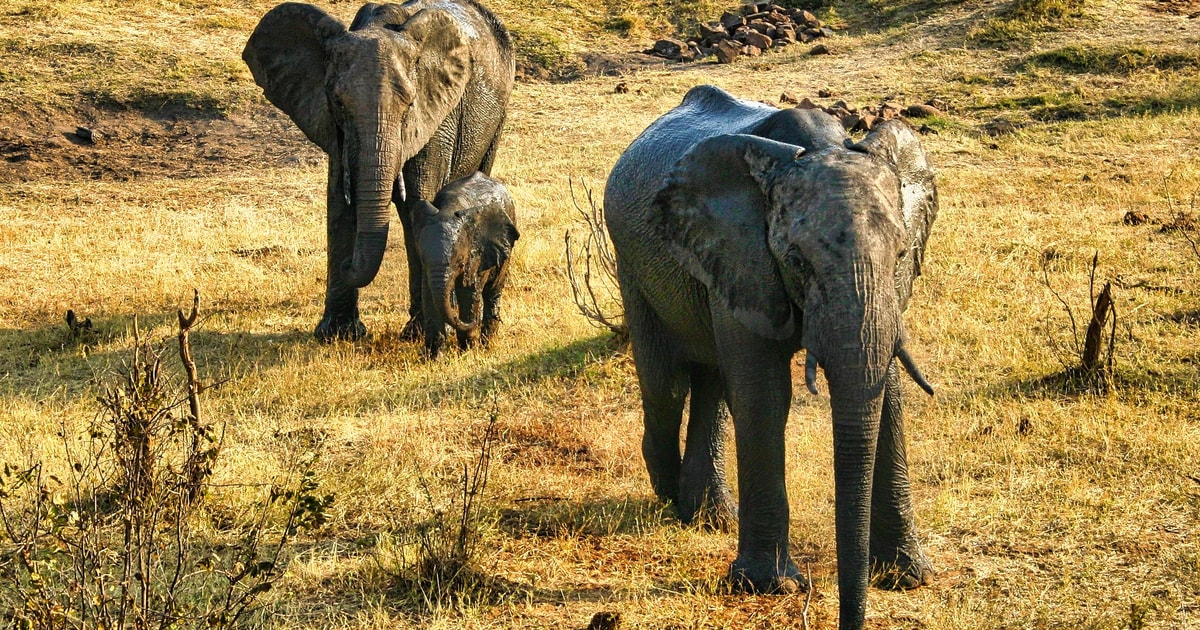 Game Drive in National Park with Braii/BBQ | GetYourGuide