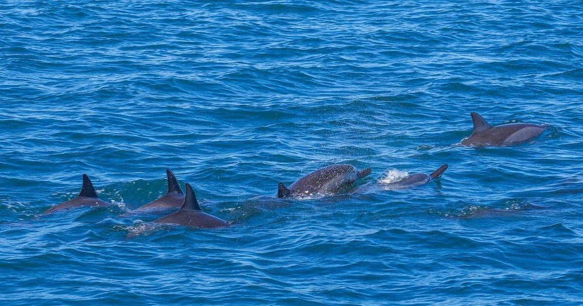 Speedboat to Ile aux Benitier: Dolphin Encounter & Lunch | GetYourGuide