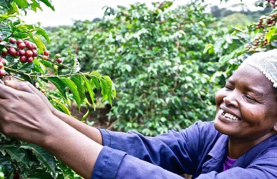 Coffee farm tour | GetYourGuide