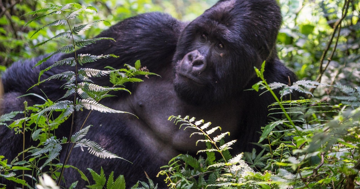 Desde Kigali: excursión de 1 día para ver gorilas de montaña en Uganda ...