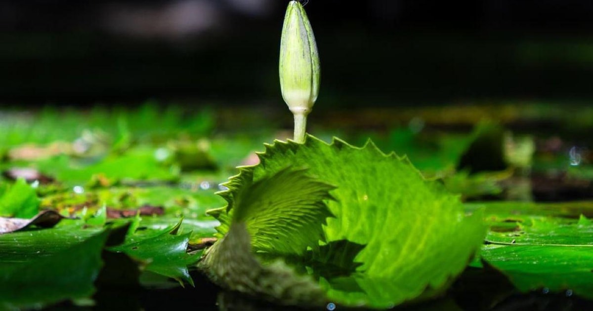 From Mérida: Discover Mayan Cenotes and the Spirit of Water | GetYourGuide