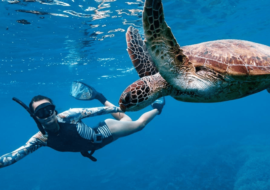 Wyspa Gili T: Gili Snorkeling Day Trip Pływaj z żółwiami | GetYourGuide