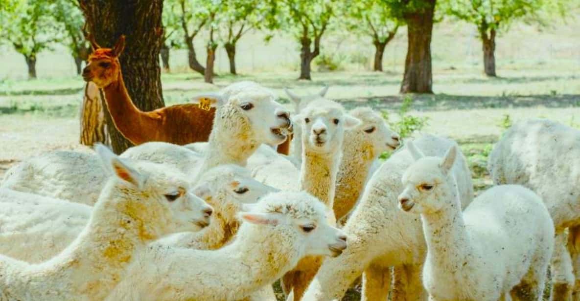 All Inclusive Shamakhi Alpaca & Wine Tour | GetYourGuide